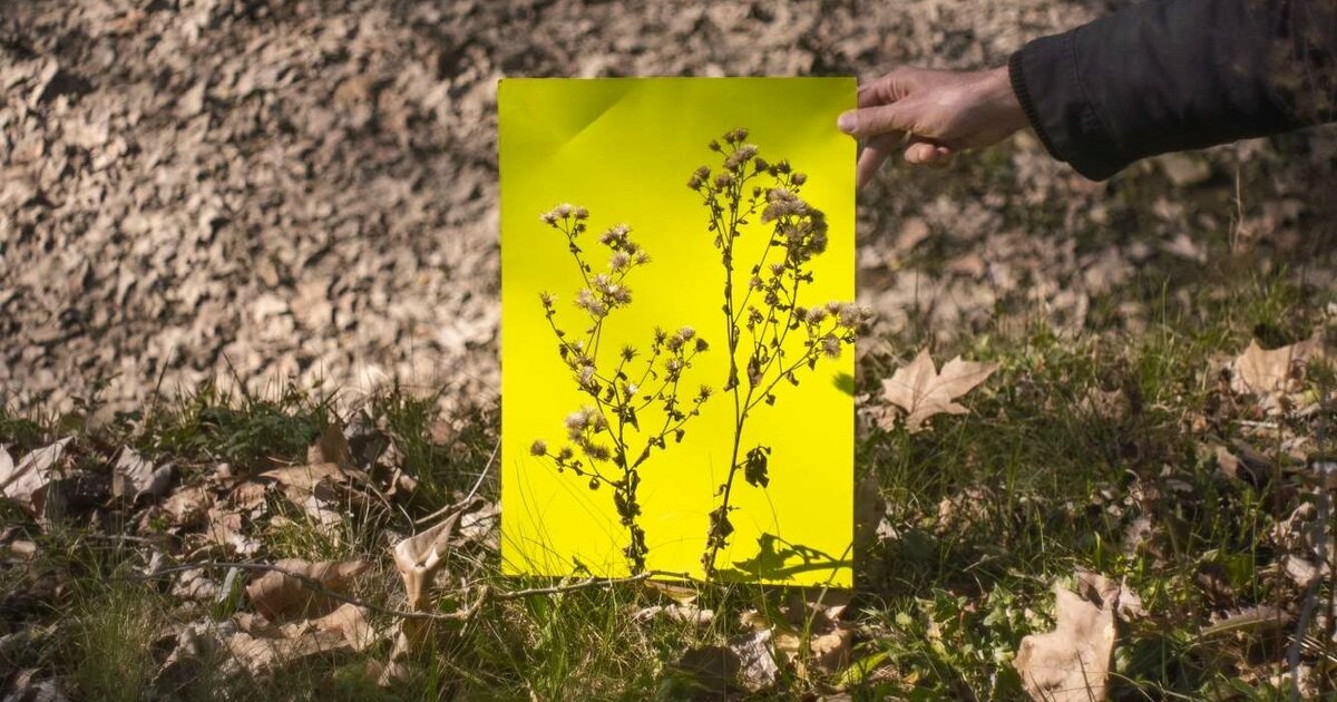 Última - Atelier 231